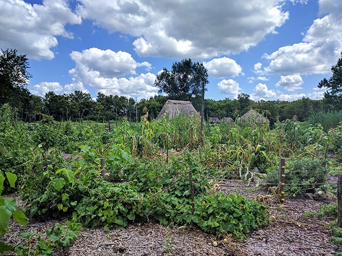 The Three Sisters garden in full bloom. Corn, beans, and squash growing together in perfect harmony—nature's original companion planting before gardening blogs existed.
