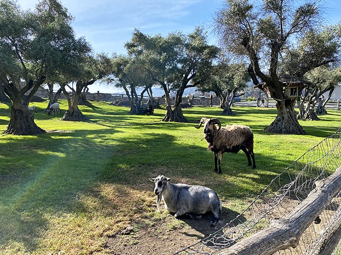 These sheep don't produce wool for medieval garments—they're the castle's eco-friendly lawnmowers and Instagram stars. Pastoral charm with a side of Napa luxury.