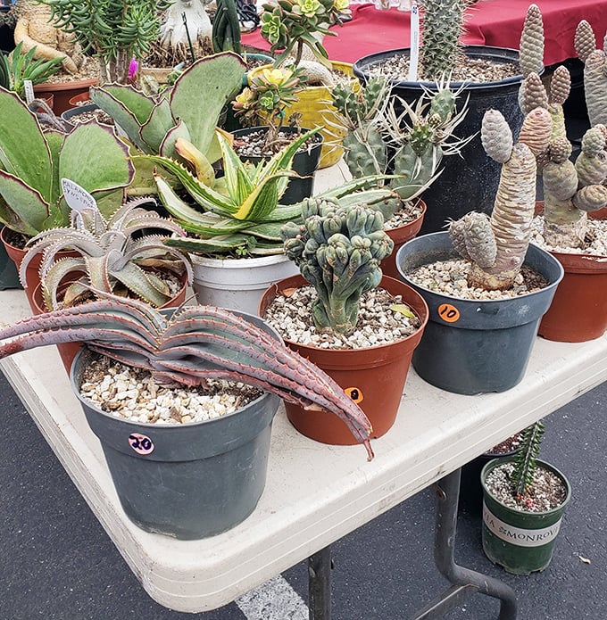 Desert beauty in portable form—these succulents and cacti offer low-maintenance greenery with high-style impact for even the most notorious plant killers.