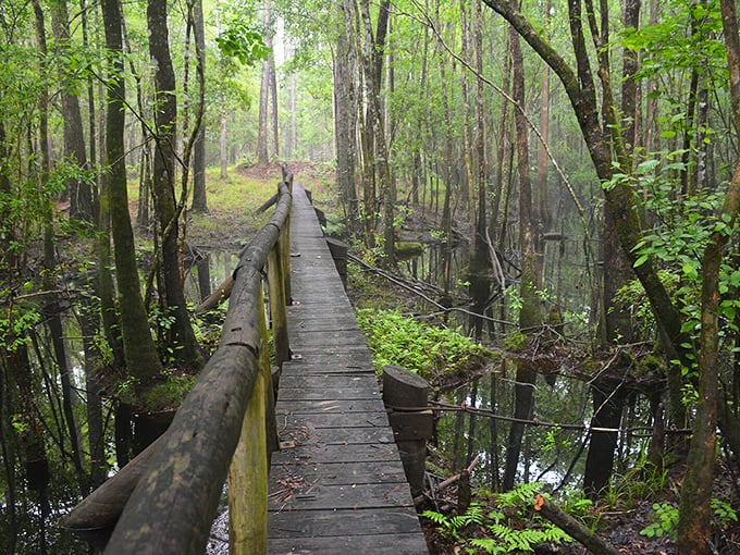 Wooden boardwalks wind through cypress swamps, offering intimate glimpses of Florida's wild side just minutes from downtown's civilized charms.
