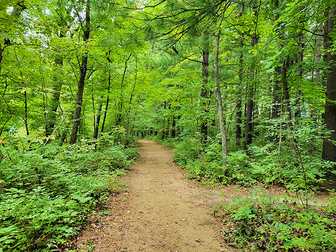 This sun-dappled trail practically whispers "follow me" through a cathedral of green. Better than any red carpet I've ever seen.