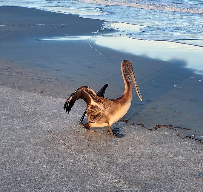 "Excuse me, coming through!" A pelican struts the shoreline like it owns the place – which, technically, it does.