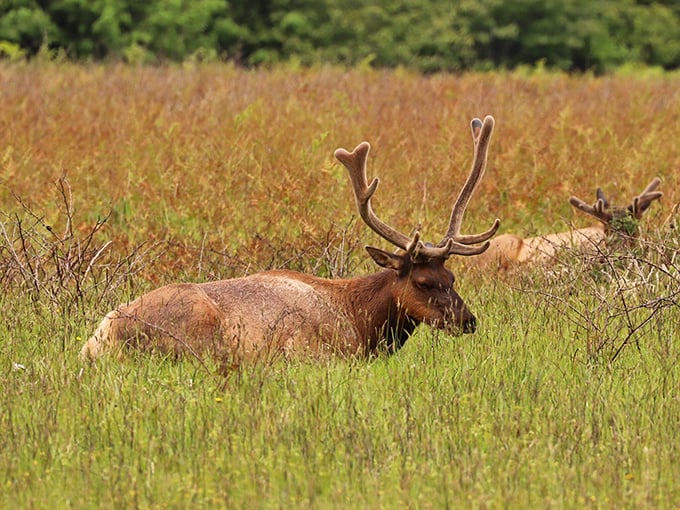 "Excuse me, you're interrupting my lunch." This magnificent elk demonstrates nature's perfect lawn maintenance system in action.