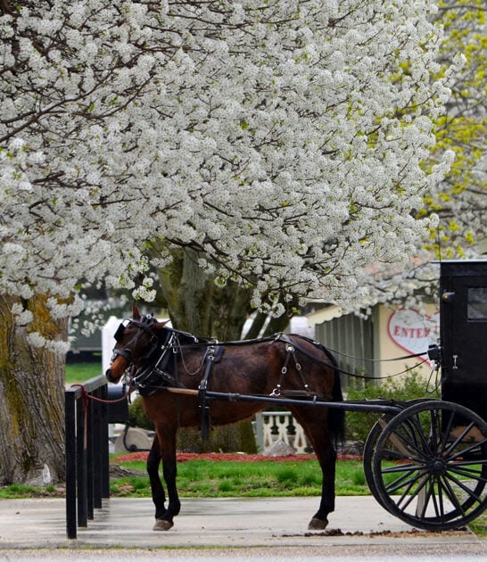 amish community illinois town ftr