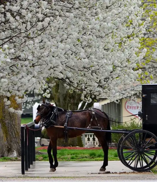 amish community illinois town ftr