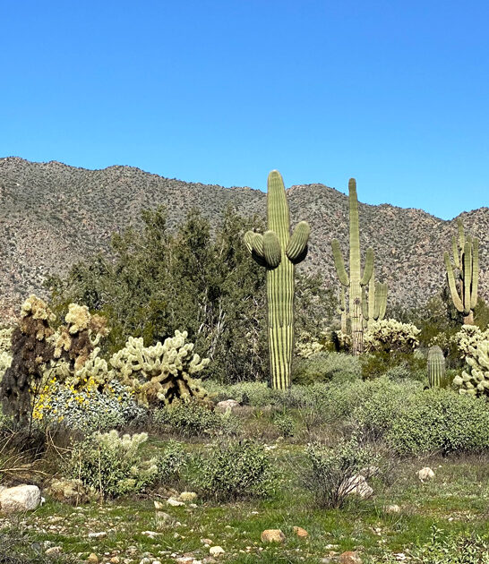 arizona gorgeous park state ftr