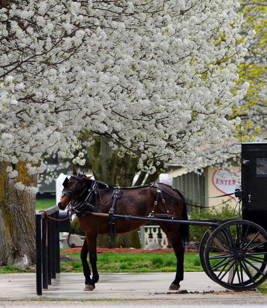 exploring illinois amish town ftr