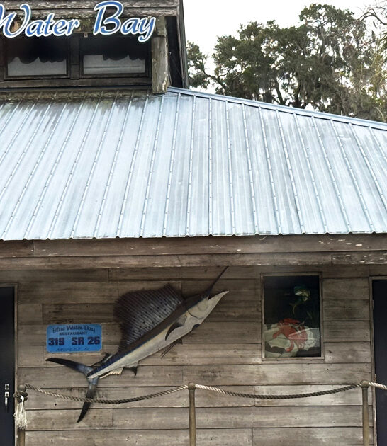 florida restaurant grilled cobia ftr