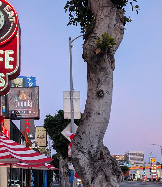 golden california diner bite ftr