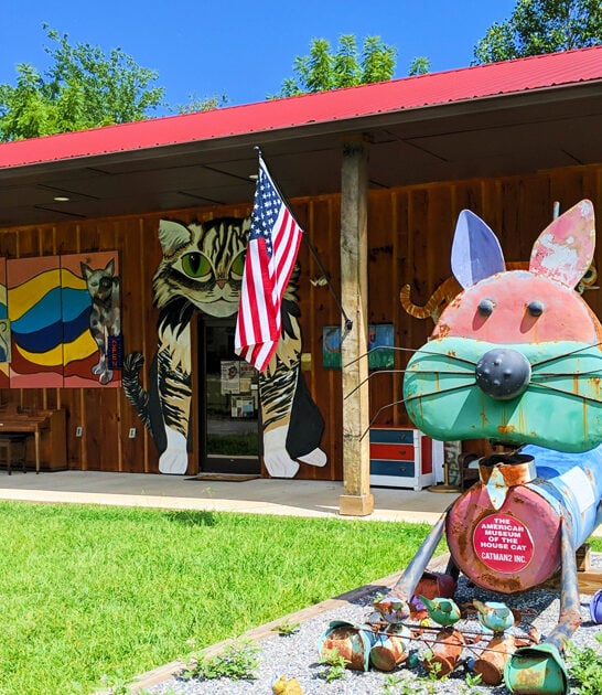 north carolina feline fantasy ftr
