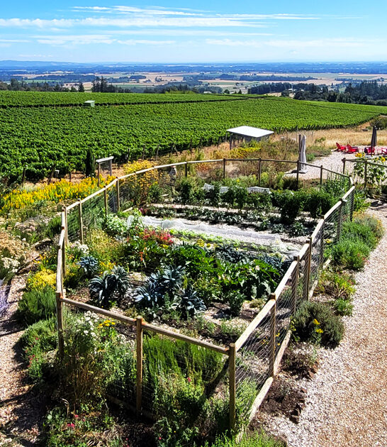 oregon charming finest vineyards ftr