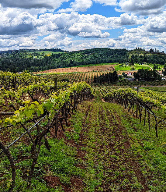 oregon scenic vineyard wineries ftr