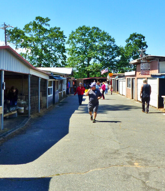 south carolina market treasures ftr