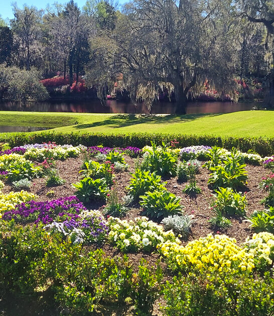 south carolina petal paradise ftr