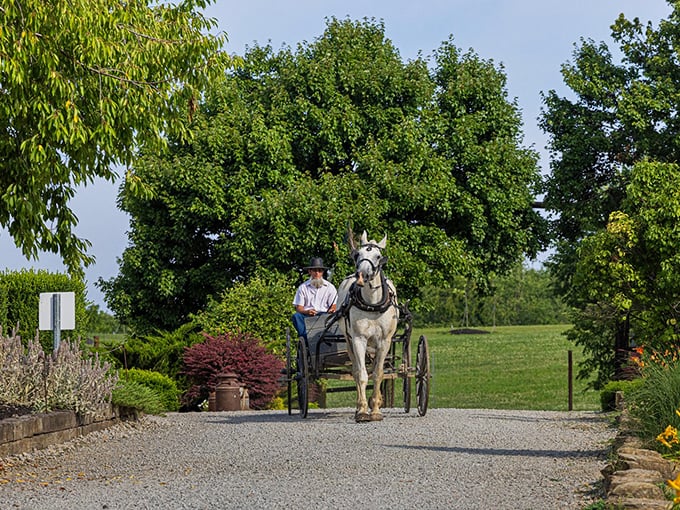 A peaceful scene where time slows down – a horse and buggy making its way down a gravel path, framed by lush greenery and vibrant flowers.
