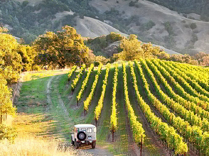Vineyard dreams come true where perfectly aligned rows of grapevines stretch toward golden hills, with a vintage Land Rover adding that perfect touch of wine country romance.