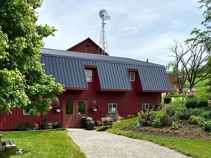 The classic red barn with its metal roof and windmill stands as a timeless sentinel of rural simplicity. No algorithm designed this beauty—just generations of practical wisdom.