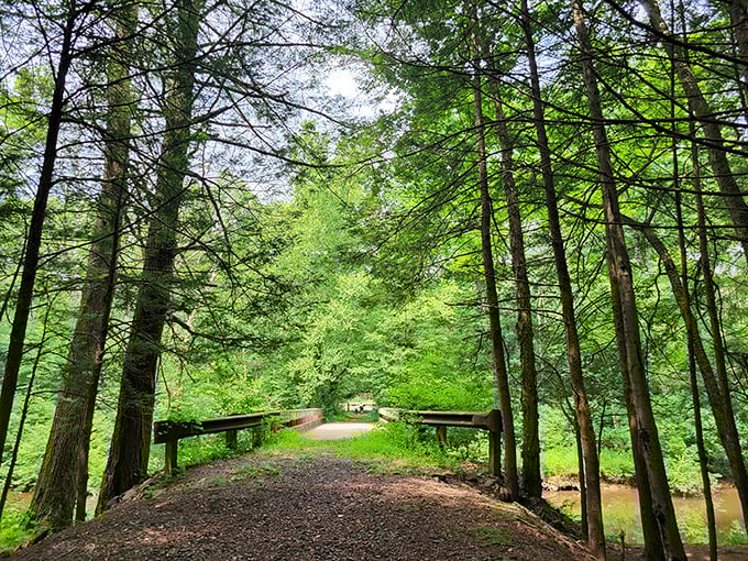 A bridge to tranquility awaits at Nescopeck, where towering trees stand guard over paths less traveled. Nature's cathedral at its finest.