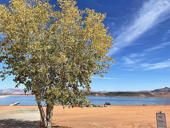 Golden leaves frame the perfect beach day at Sand Hollow. That tree's not just providing shade—it's offering front-row seats to paradise.