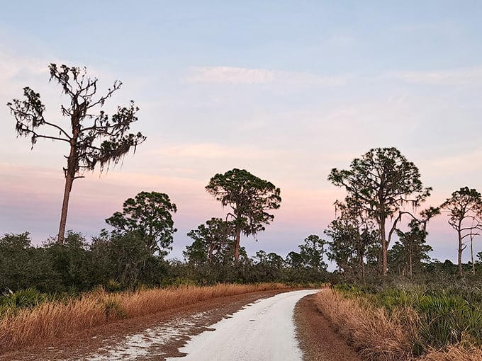 Sunset paints the scrub landscape in cotton candy hues, transforming ordinary pines into silhouettes worthy of a Florida postcard collection.