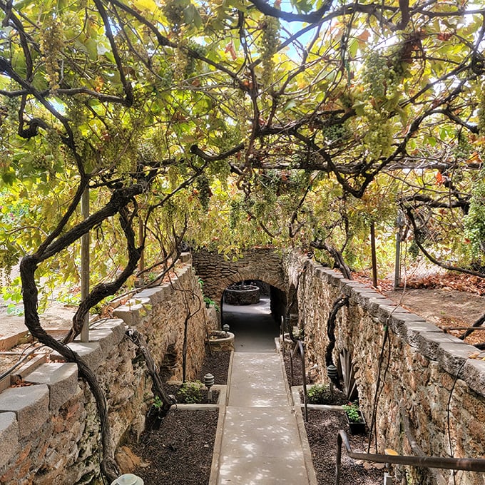 Grapevines creating a natural canopy over hand-carved stone pathways—like an Italian dream that went delightfully underground.