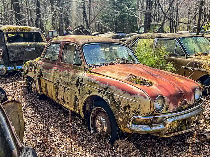 Nature reclaims what was once cherished – a vintage sedan surrenders to moss and time in Old Car City's peaceful forest sanctuary.
