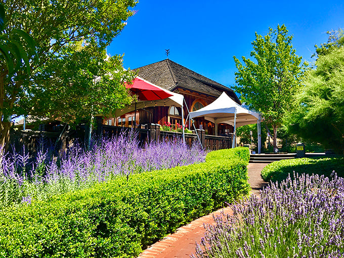 The tasting room beckons with lavender-lined paths and shaded porches – like your favorite aunt's house, if she happened to make world-class wine.