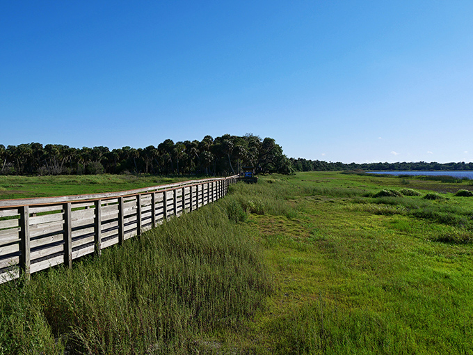 The wooden boardwalk stretches into Florida's wild heart, where sawgrass and palmettos meet under a sky so blue it feels like showing off.