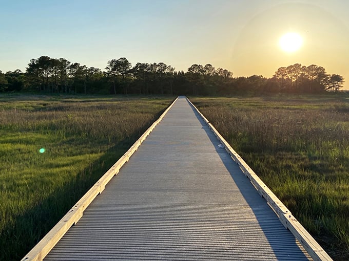 Nature's boardwalk cuts through marshland like a runway for wildlife, leading visitors into Delaware's version of a watercolor painting.