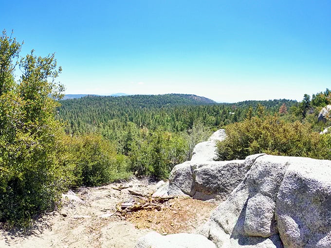 Nature's infinity pool without the hefty resort fee—endless carpets of pine forest stretching toward mountains that seem to whisper ancient secrets.