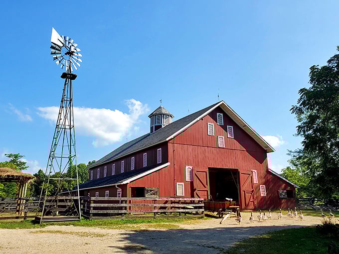 That classic red barn against the blue Ohio sky isn't just photogenic—it's a portal to the 1880s where your smartphone becomes the most anachronistic thing about you.