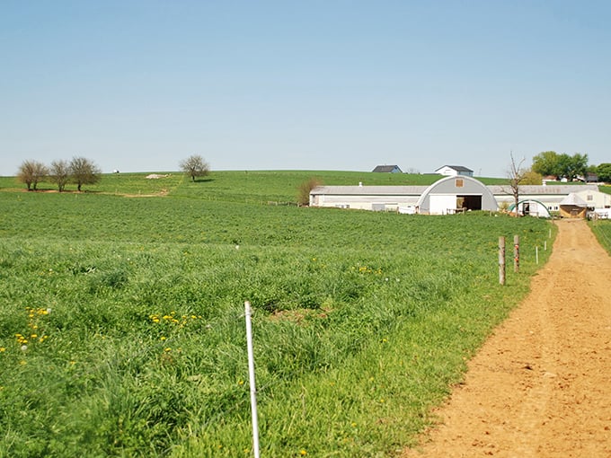 Rolling green pastures meet classic white barns under an endless blue sky—this isn't a Windows screensaver, folks, it's the real Pennsylvania farm experience.