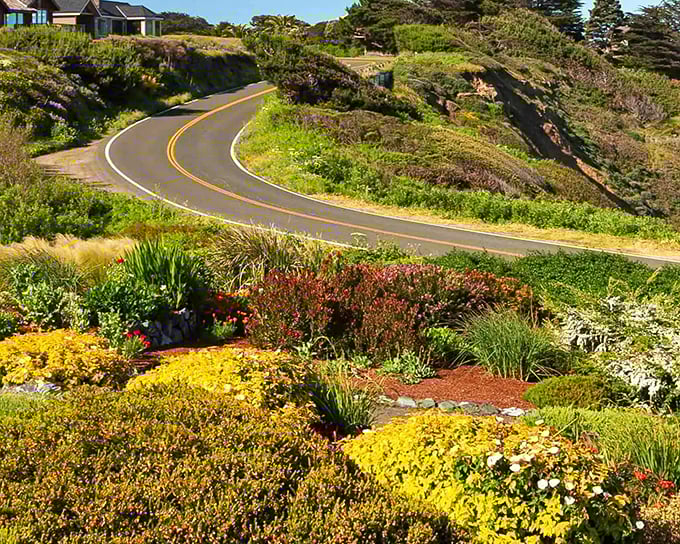 Highway 1 curves like nature's rollercoaster, flanked by wildflowers that seem to be competing in their own technicolor Olympics.