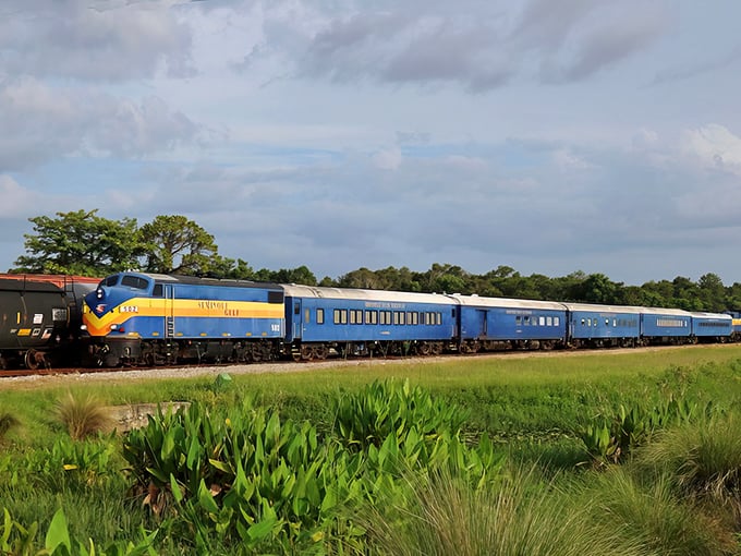 The iconic blue and yellow locomotive cuts a striking figure against Florida's lush landscape. Like a tropical peacock on rails, it promises adventure ahead. 