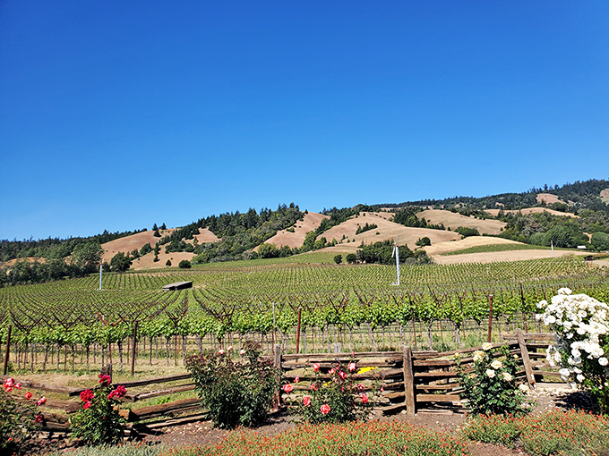 Rolling vineyards stretch toward golden hills under a perfect California sky – Mother Nature showing off her landscaping skills at Navarro.