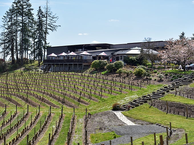 e tasting room perches above young vines like a proud parent watching their children grow into something that will eventually make everyone happy.