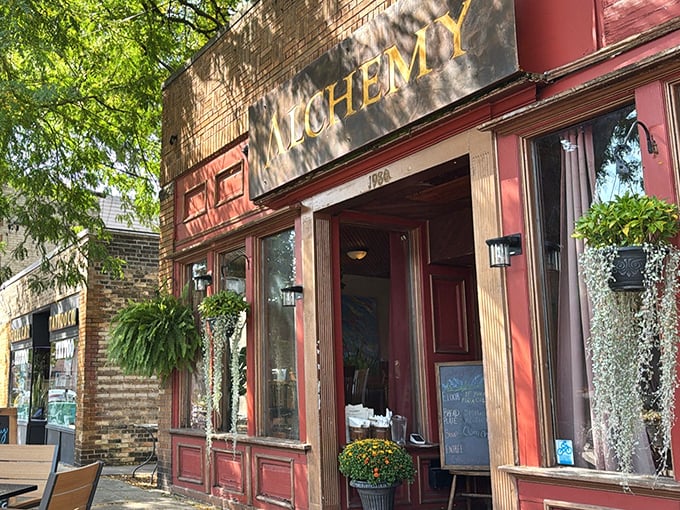 Dappled sunlight plays across the golden "ALCHEMY" sign, while hanging plants frame the entrance like nature's welcome committee.
