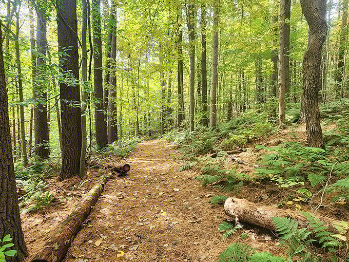 Nature's therapy session awaits on this sun-dappled trail. The forest floor's carpet of ferns and fallen logs tells stories older than your favorite childhood memories.