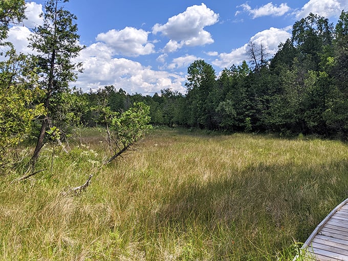 Under a sky of drifting clouds, the boardwalk skirts a peaceful meadow bordered by lush trees—a quiet slice of Ohio wilderness.