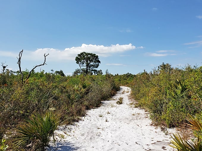 White sandy trails cutting through scrubby wilderness – Mother Nature's version of the yellow brick road, minus the Munchkins and flying monkeys.
