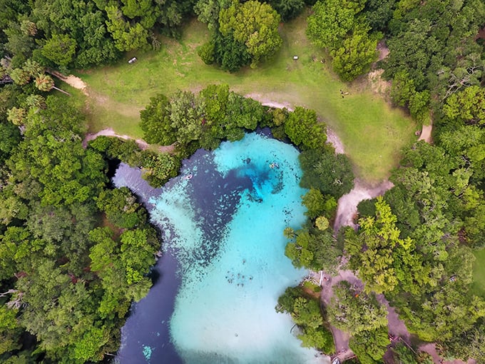 Nature's perfect swimming pool from above – Silver Glen Springs' turquoise waters create a striking contrast against the lush green forest of Ocala National Forest.