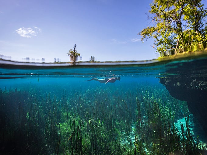 Half above, half below – this split-shot captures the magical duality of Jackson Blue Springs, where two worlds meet in crystal clarity.