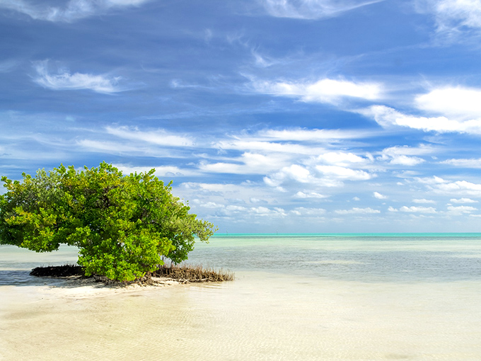 That lone mangrove standing sentinel in the shallows isn't just photogenic—it's nature's way of saying "this spot is worth protecting."