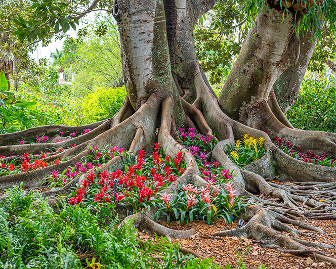 Nature's own art installation – massive tree roots cradle vibrant bromeliads like they're showing off their most precious jewels.