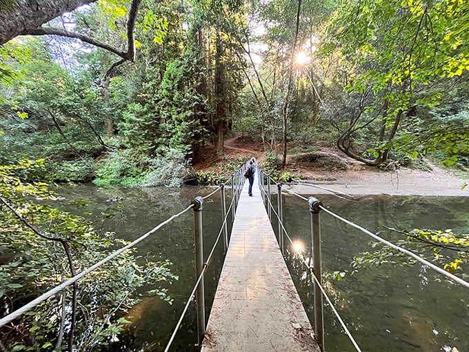 This picturesque bridge in California offers a peaceful crossing surrounded by the calm and charm of nature.