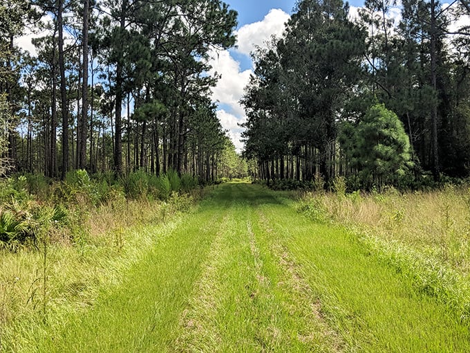 Nature's runway awaits! This pine-lined trail at Colt Creek State Park invites you to wander where cell service fears to tread.
