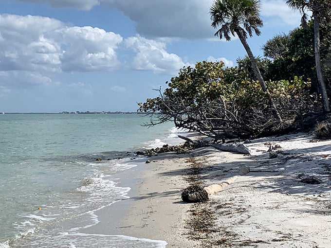 Paradise found! The pristine shoreline of Cayo Costa stretches for miles, offering that rare combination of untouched beauty and absolute serenity.