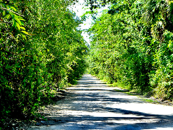 Nature's green cathedral awaits as sunlight dapples through the dense foliage, creating a magical tunnel effect along this secluded limestone path.