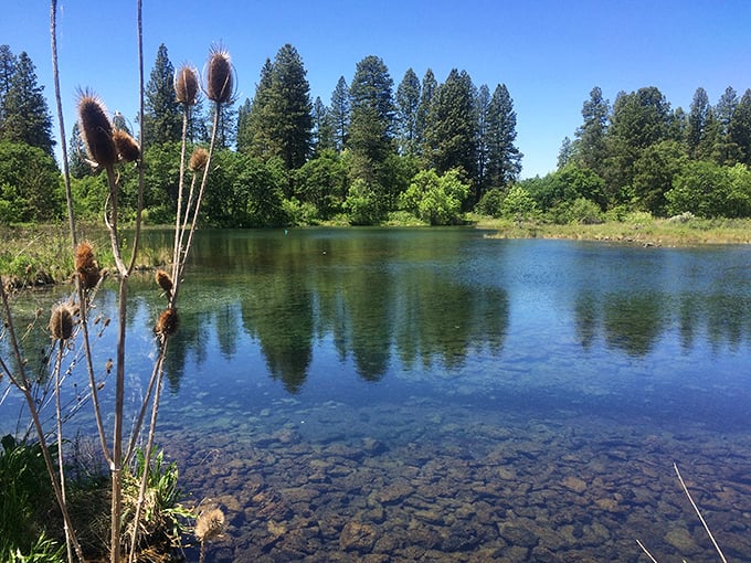 Nature's perfect mirror—crystal clear springs reflect towering pines while teasel flowers stand sentinel, nature's own welcoming committee.