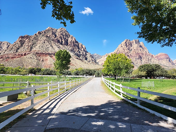 The dramatic Wilson Cliffs rise like nature's skyscrapers above Spring Mountain Ranch's verdant meadows – Nevada's most jaw-dropping contrast.